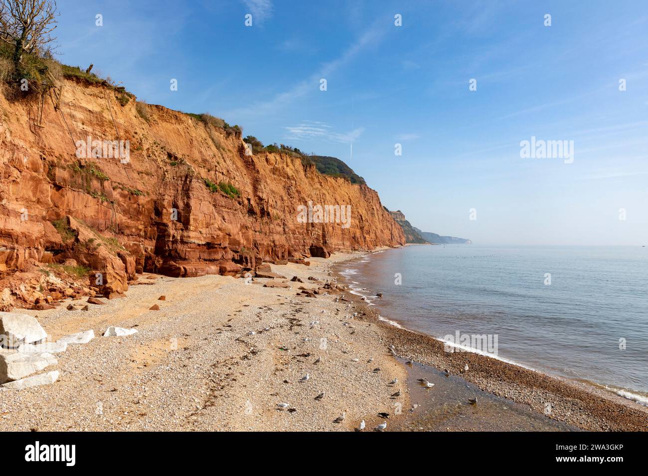Sidmouth Devon and its jurassic coastline, red cliffs triassic period ...