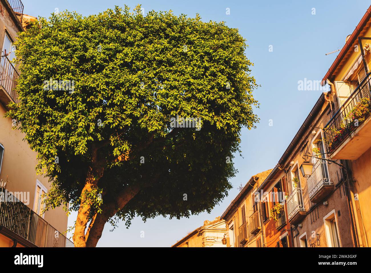 Topiary tree in the form of a cylinder on the street of Tropea ...