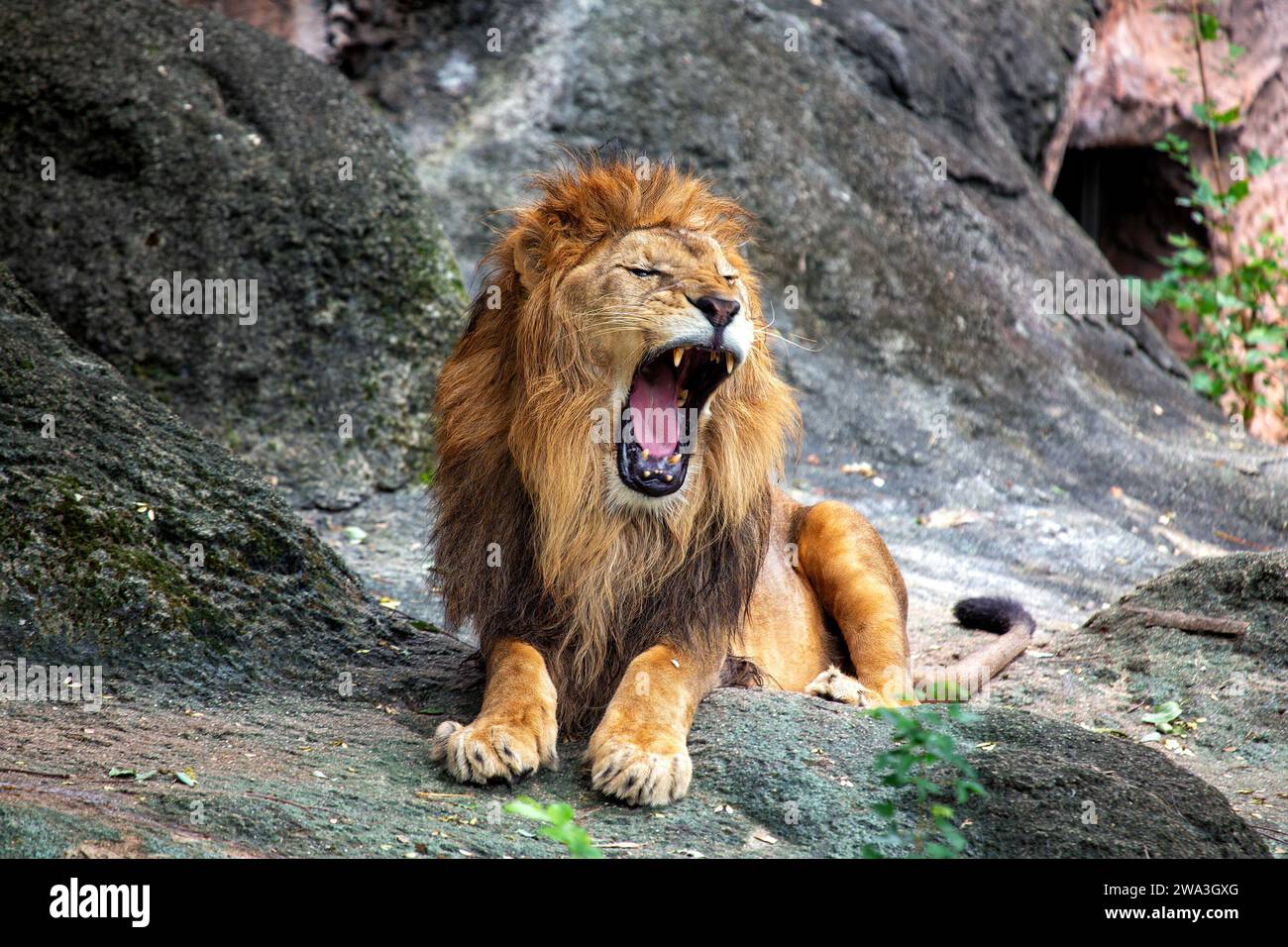Panthera leo, the African Lion, rules the savannas with majestic ...