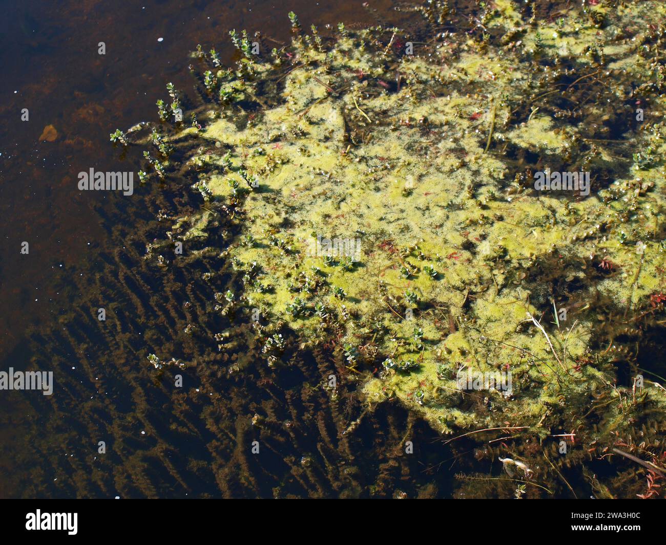 Blue green algae in hi-res stock photography and images - Alamy
