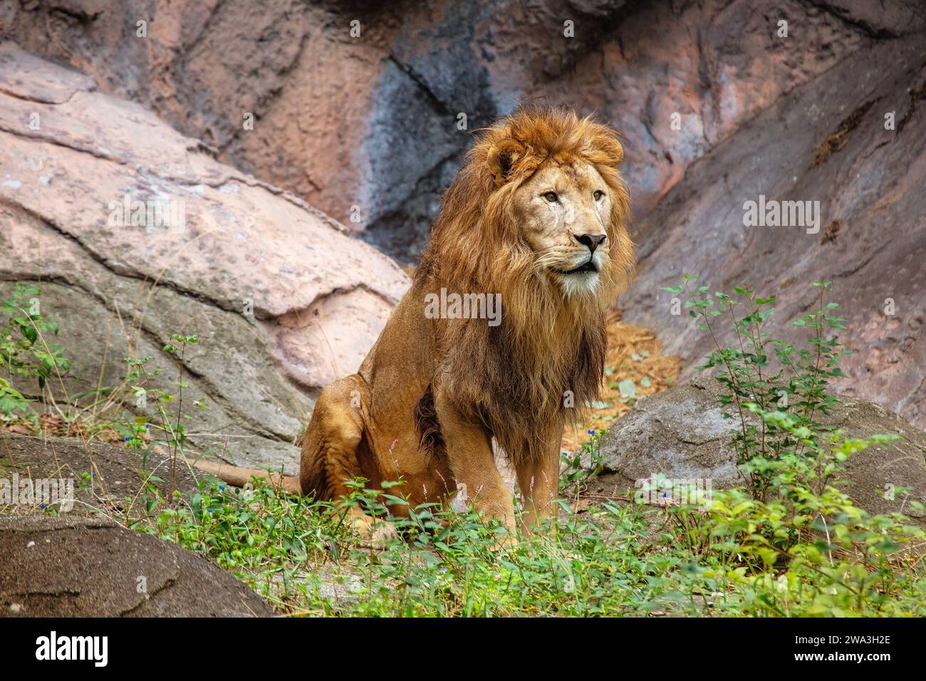 Panthera leo, the African Lion, rules the savannas with majestic ...