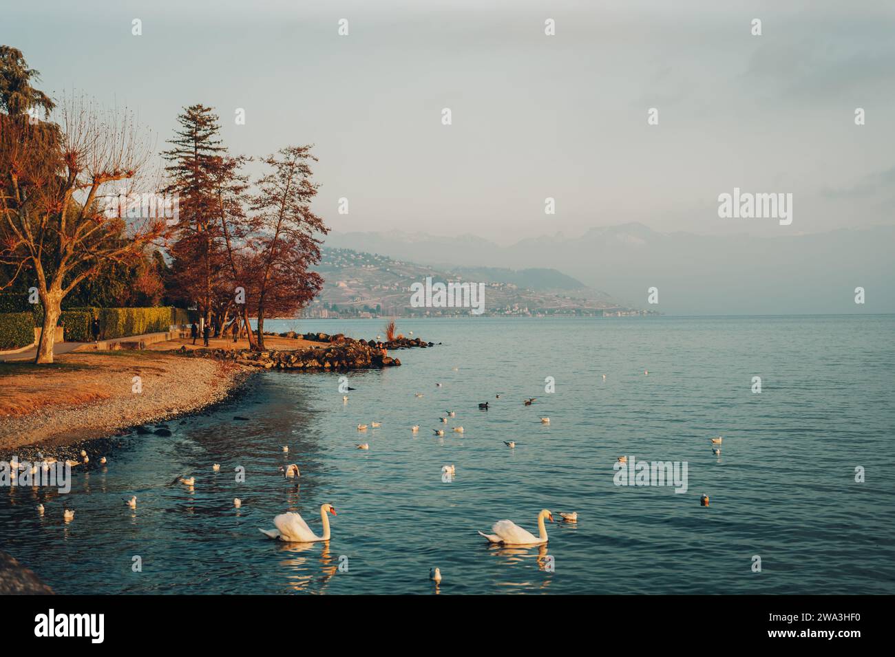 Geneva lake trees in switzerland hi-res stock photography and images ...