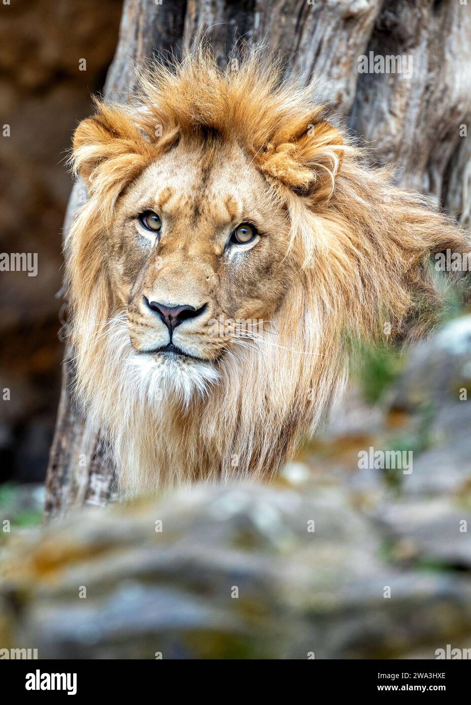 Panthera leo, the African Lion, rules the savannas with majestic ...