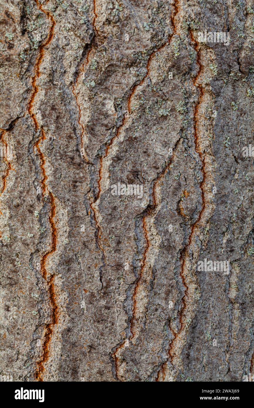Abstract image of tree bark Stock Photo - Alamy