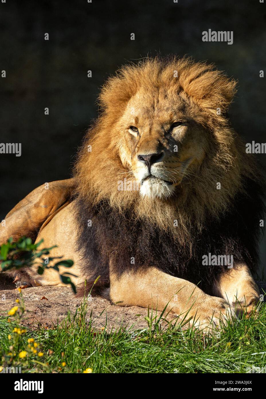 Panthera leo, the African Lion, rules the savannas with majestic ...