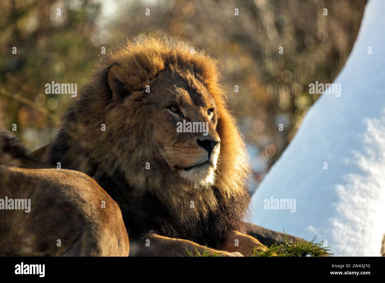 Panthera leo, the African Lion, rules the savannas with majestic ...