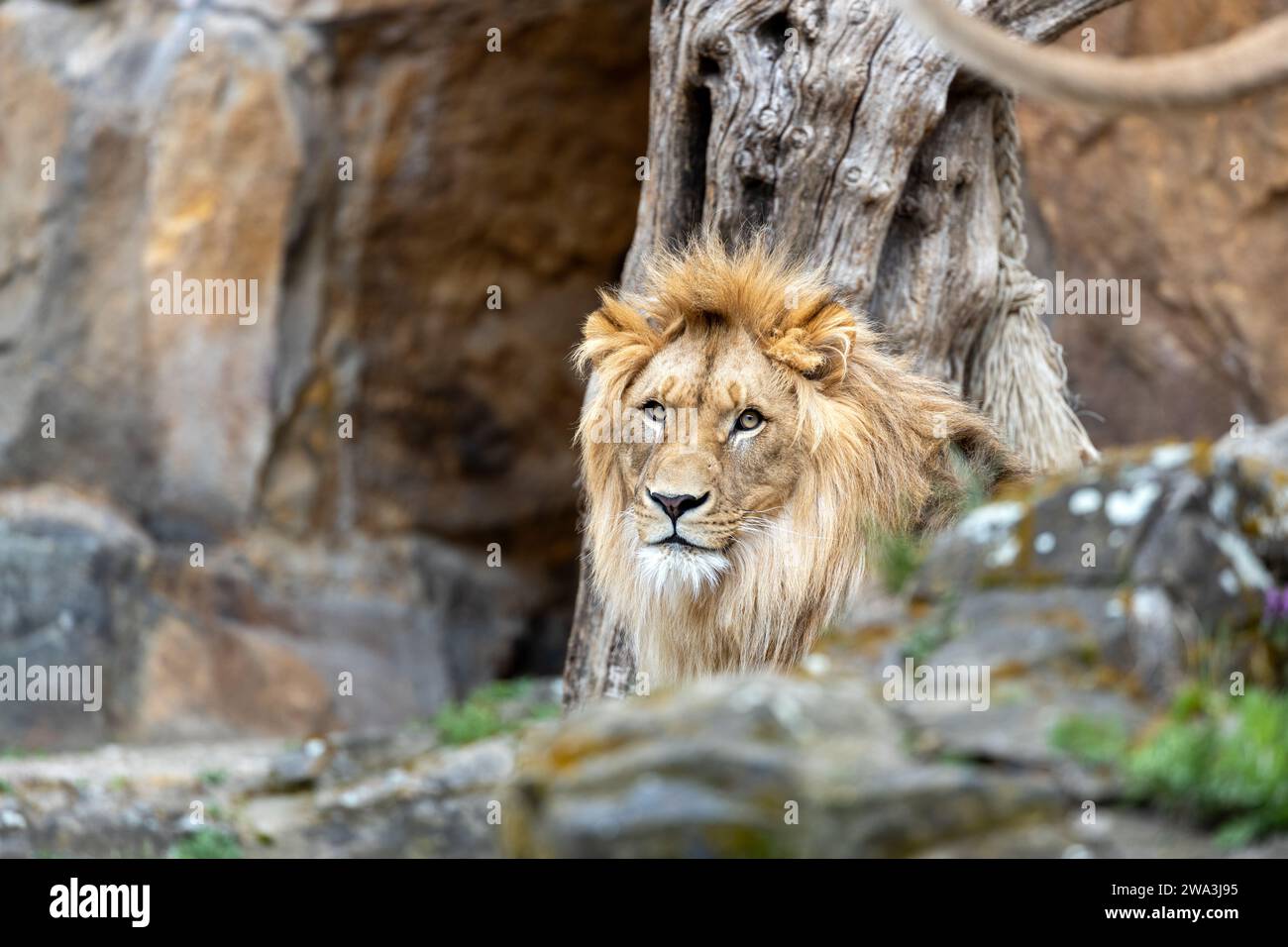 Panthera leo, the African Lion, rules the savannas with majestic ...