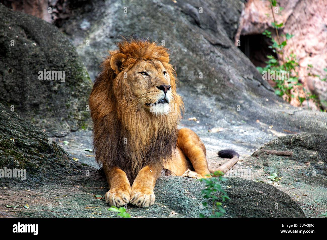Panthera leo, the African Lion, rules the savannas with majestic ...