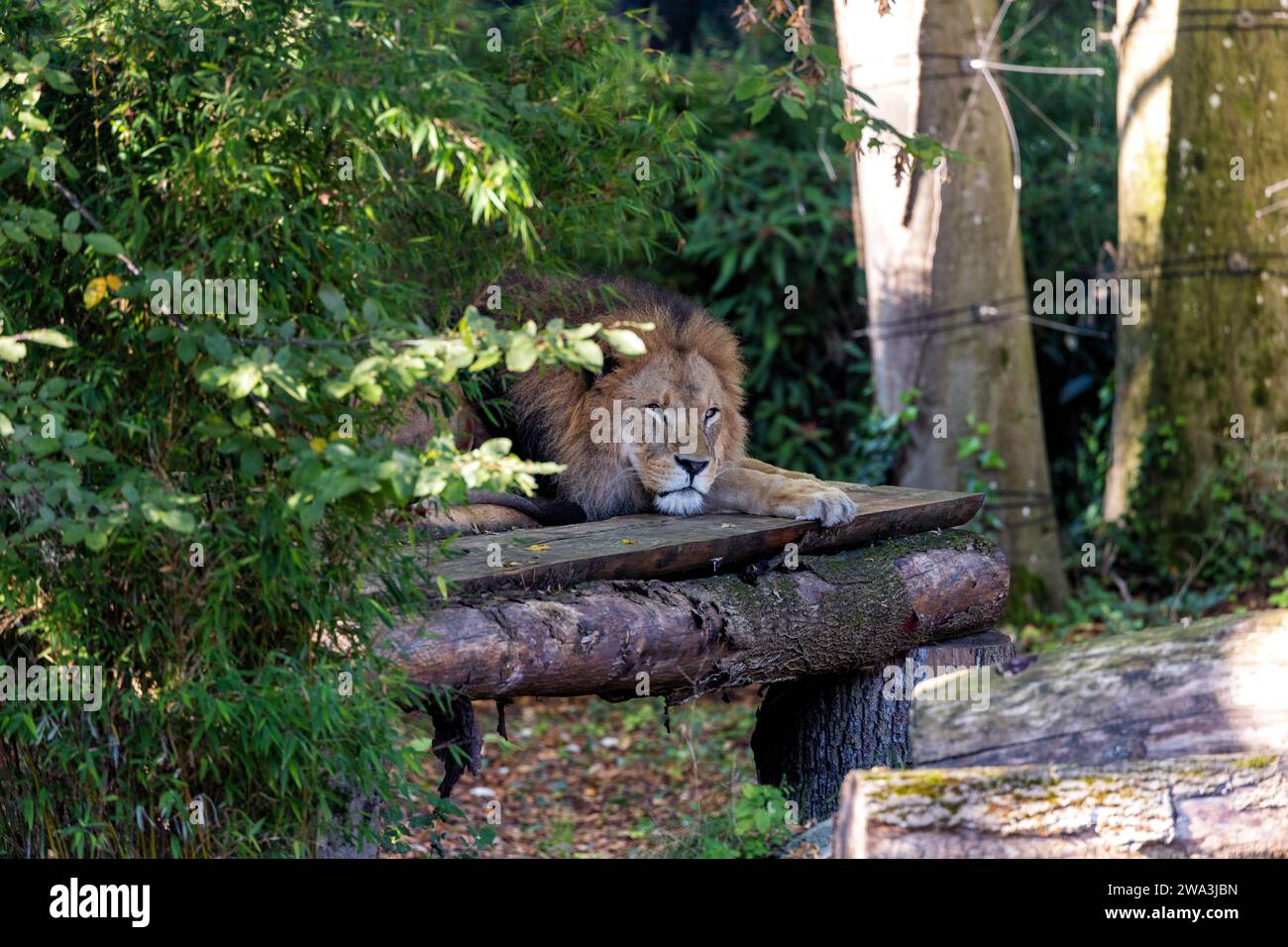 Panthera leo, the African Lion, rules the savannas with majestic ...