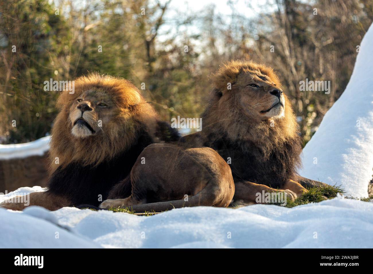Panthera leo, the African Lion, rules the savannas with majestic ...
