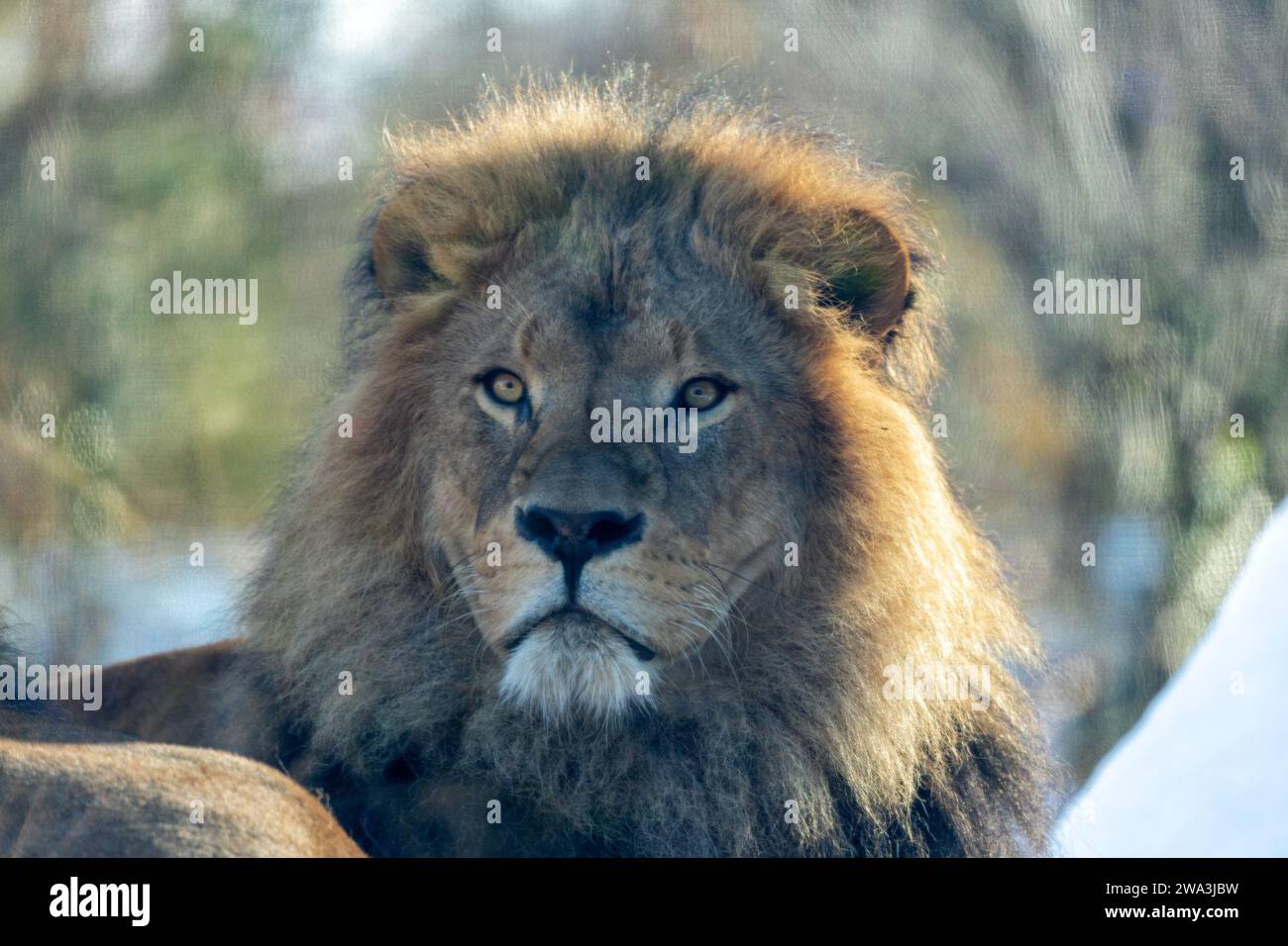 Panthera leo, the African Lion, rules the savannas with majestic ...