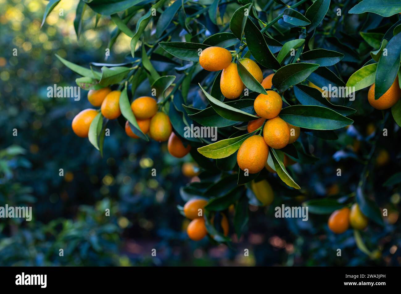 Mini mandarin orange hi-res stock photography and images - Alamy