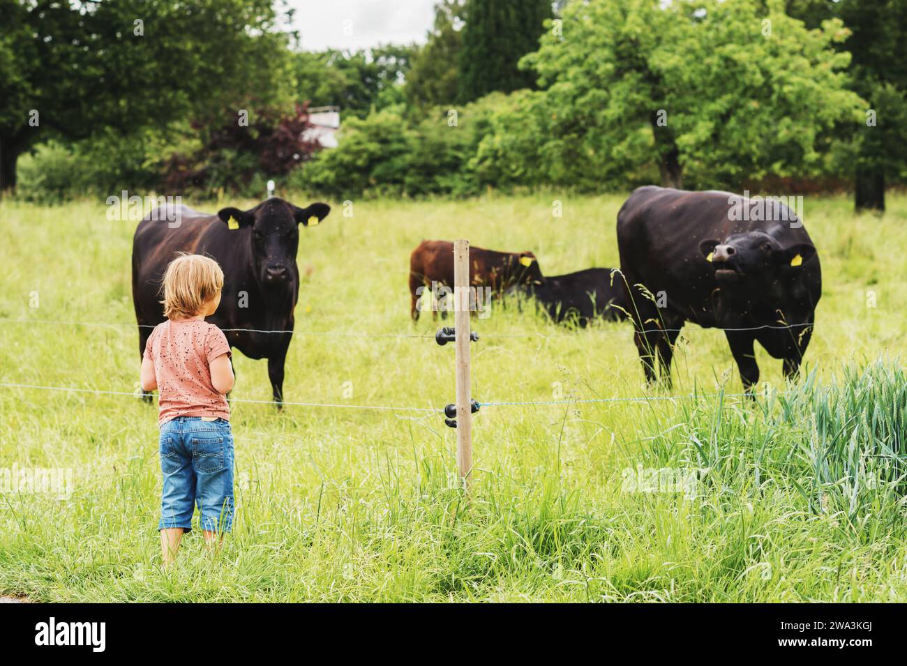 Cute little boy resting on the farm in summertime, watching cows Stock ...