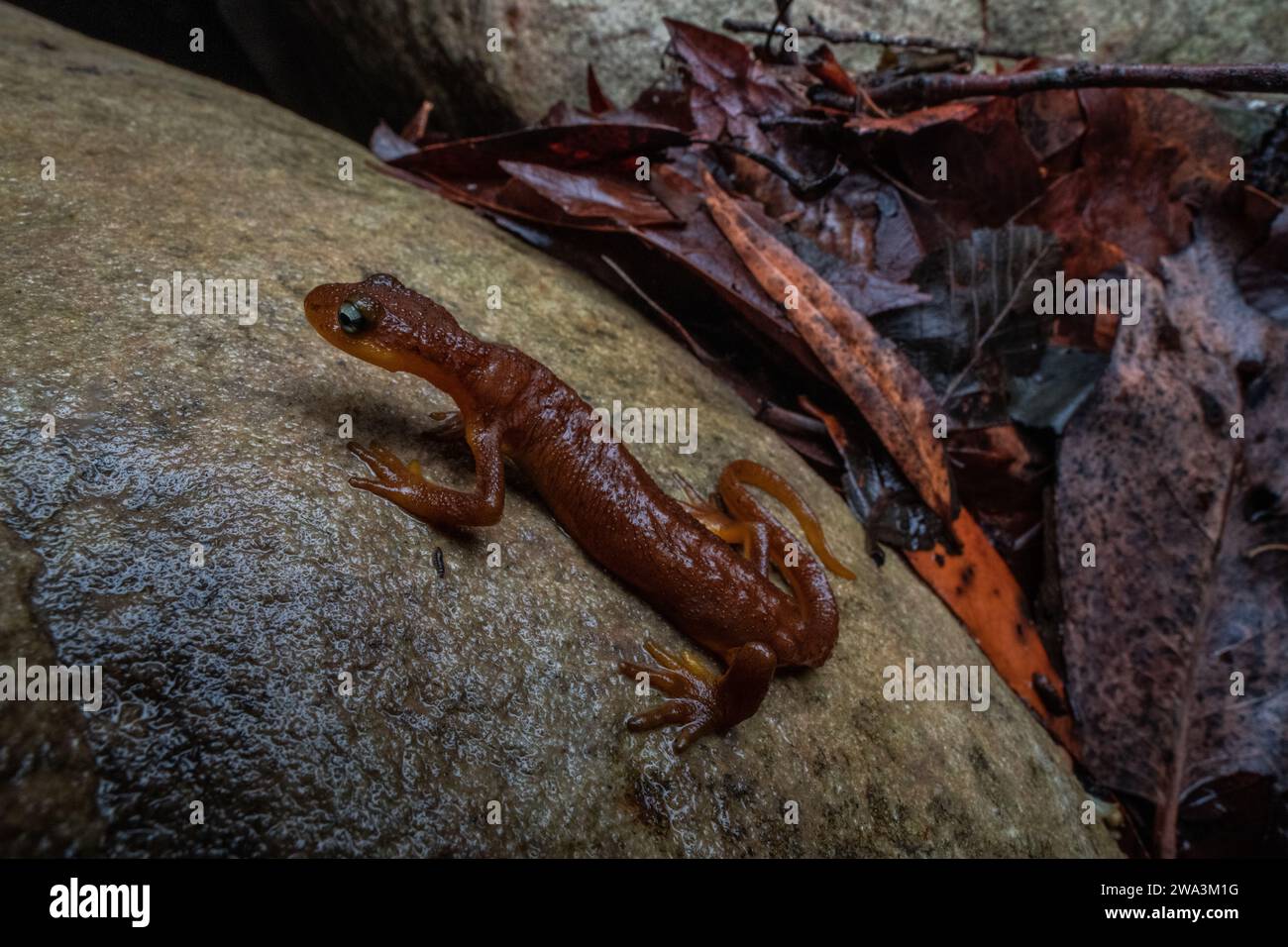 Rough skinned newt hi-res stock photography and images - Alamy