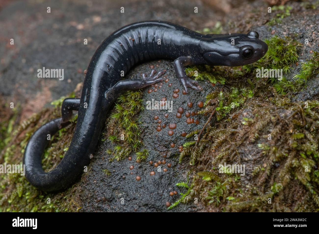 A macro close up of the Santa Cruz black salamander (Aneides niger) a ...