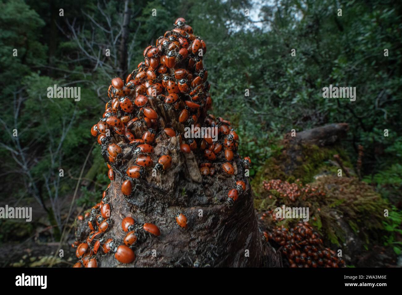 An aggregation of convergent ladybugs, Hippodamia convergens, in the ...
