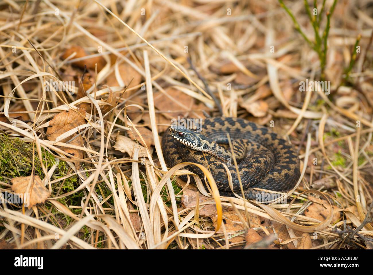 Wild common european viper (Vipera berus), brown, quite young animal ...