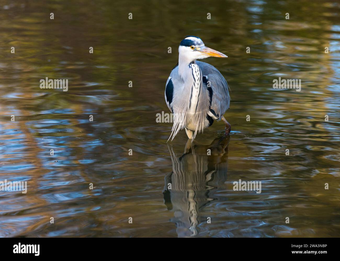 Heron windy hi-res stock photography and images - Alamy