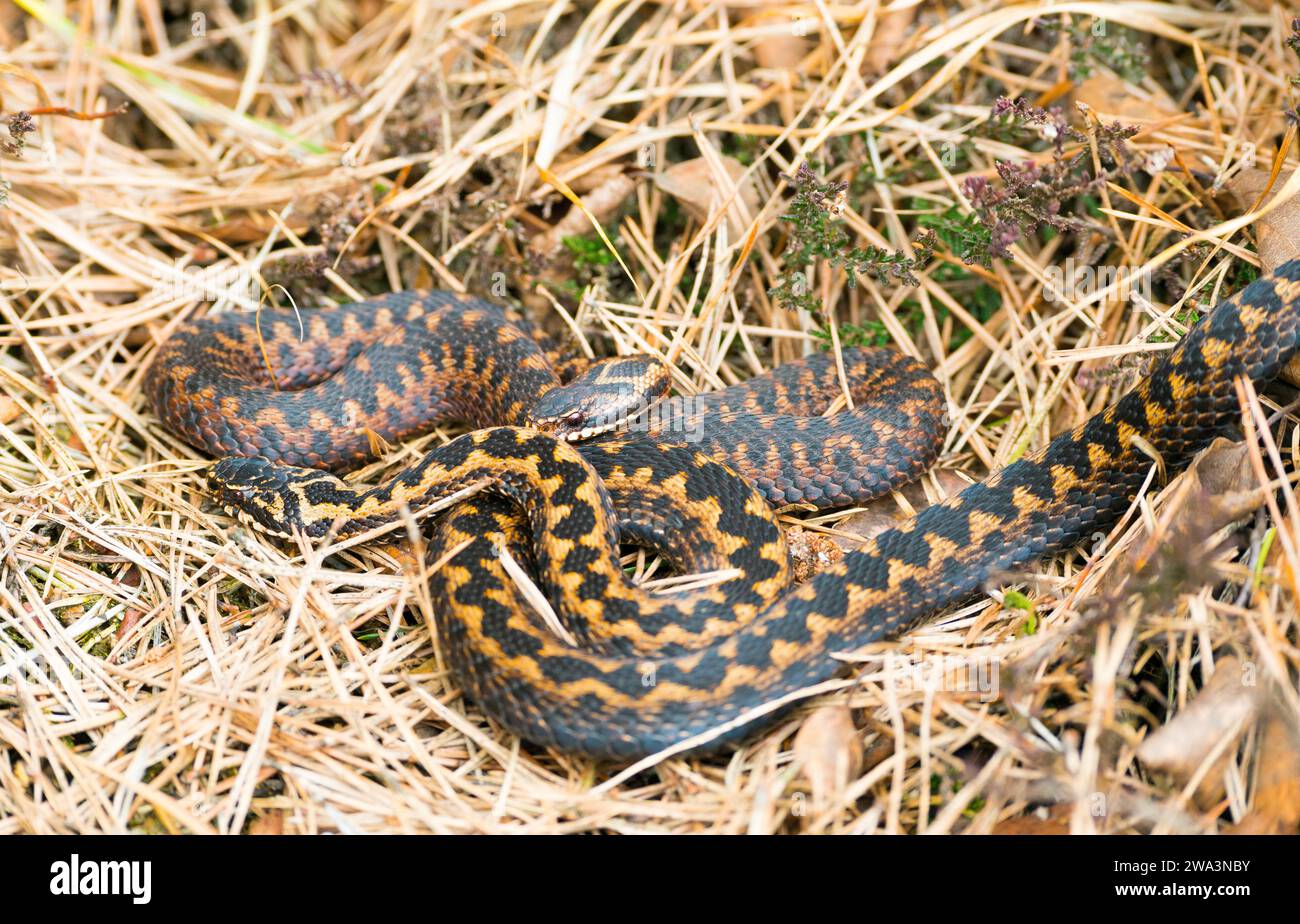 Two wild common european vipers (Vipera berus), brown, adult animals ...
