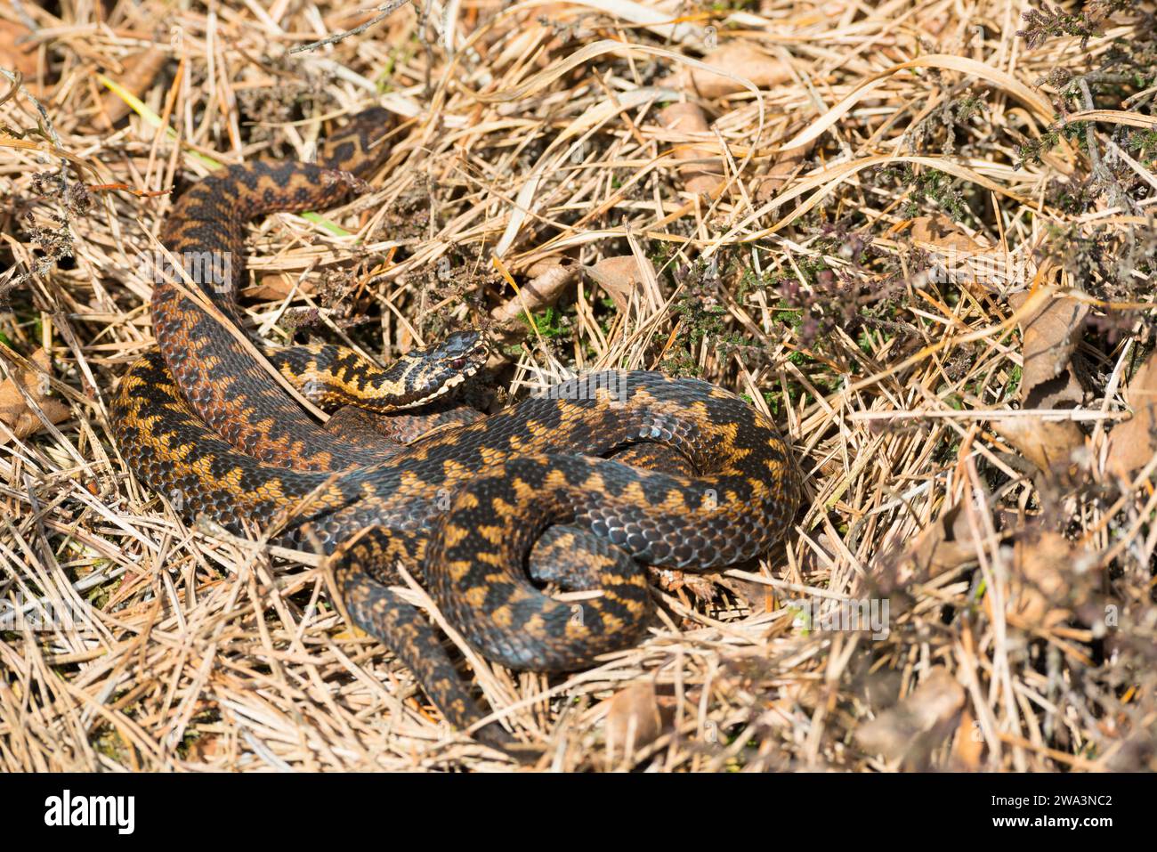 Two wild common european vipers (Vipera berus), brown, adult animals ...