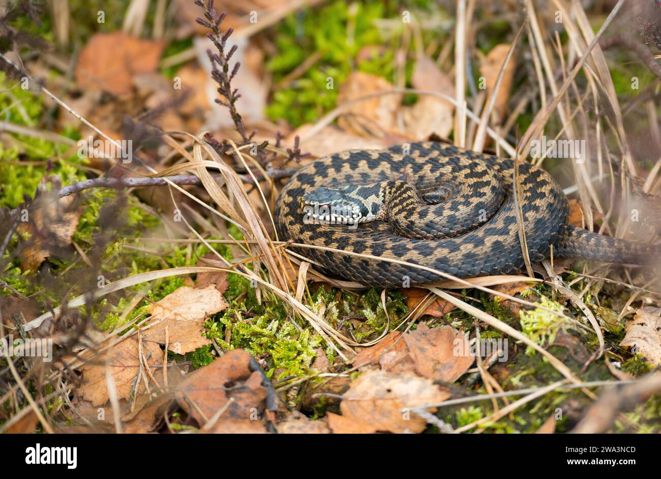 Wild common european viper (Vipera berus), brown, quite young animal ...