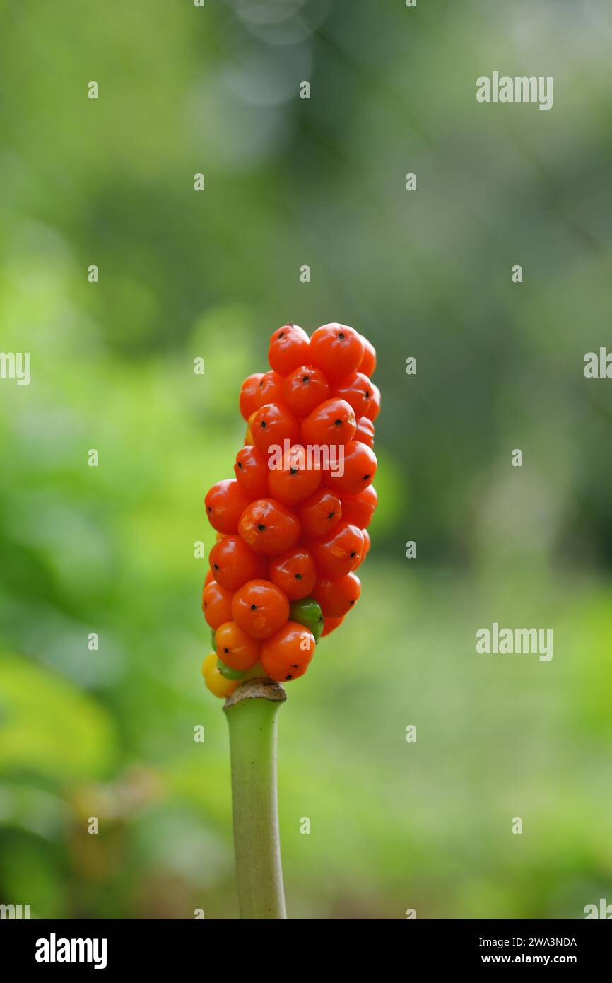 Common arum (Arum maculatum), fruit stand with red fruits in a beech ...