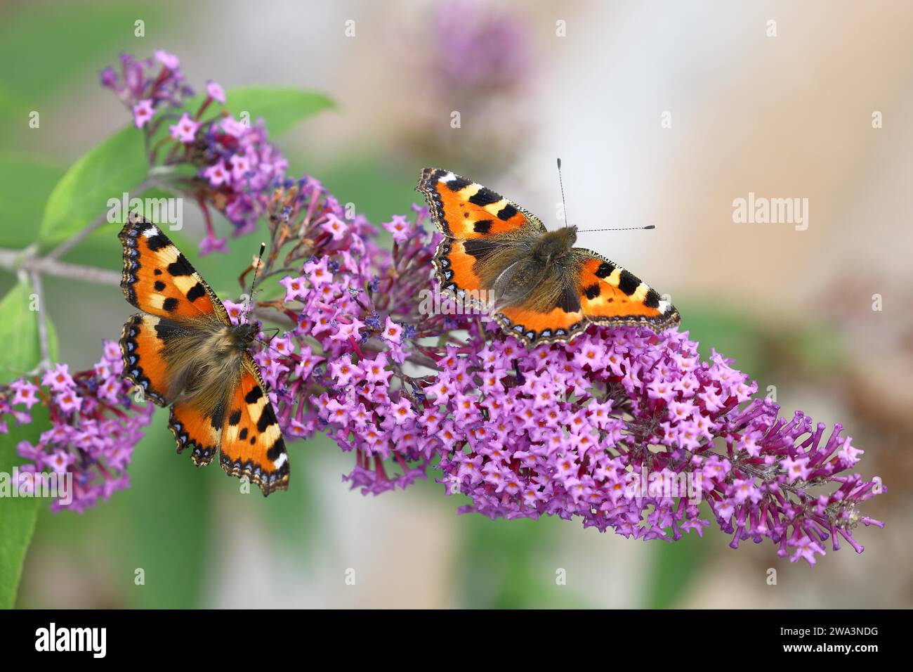 Small tortoiseshell (Aglais urticae), on butterfly bush or butterfly ...