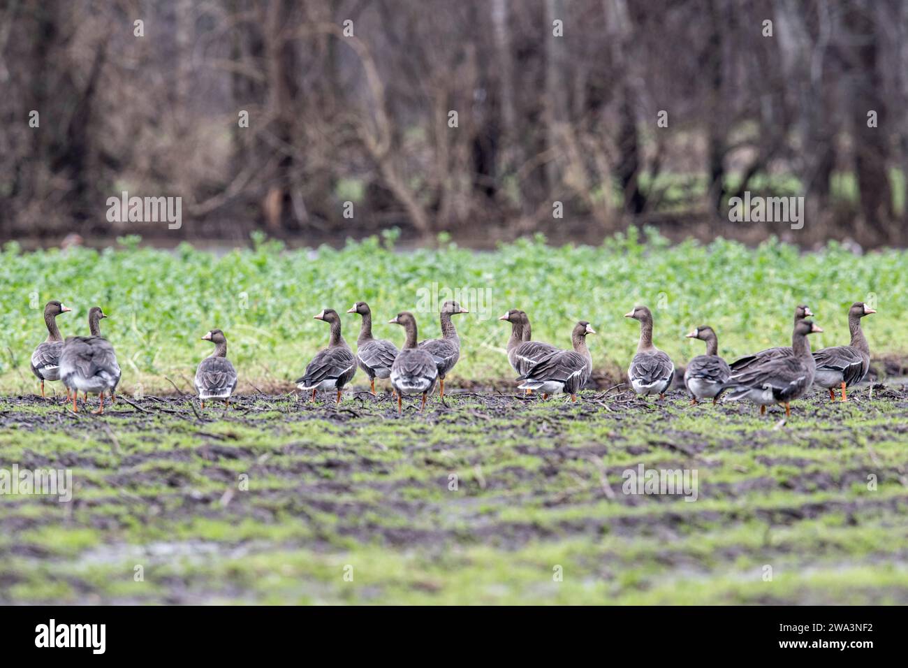 Greater white-fronted geese (Anser albifrons), Emsland, Lower Saxony ...