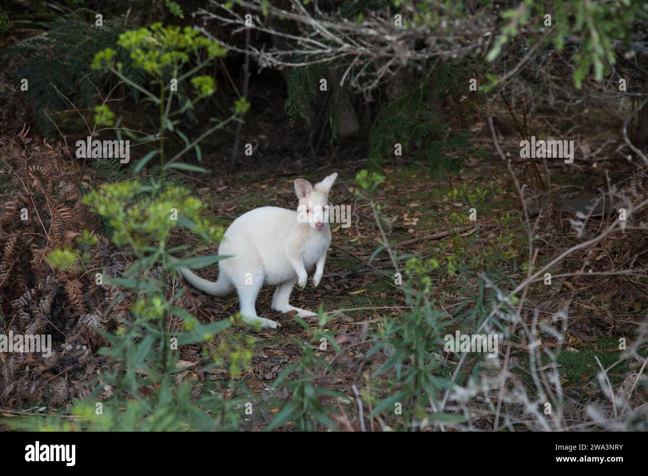 Albino wallaby, Adventure Bay (Tasmania Stock Photo - Alamy