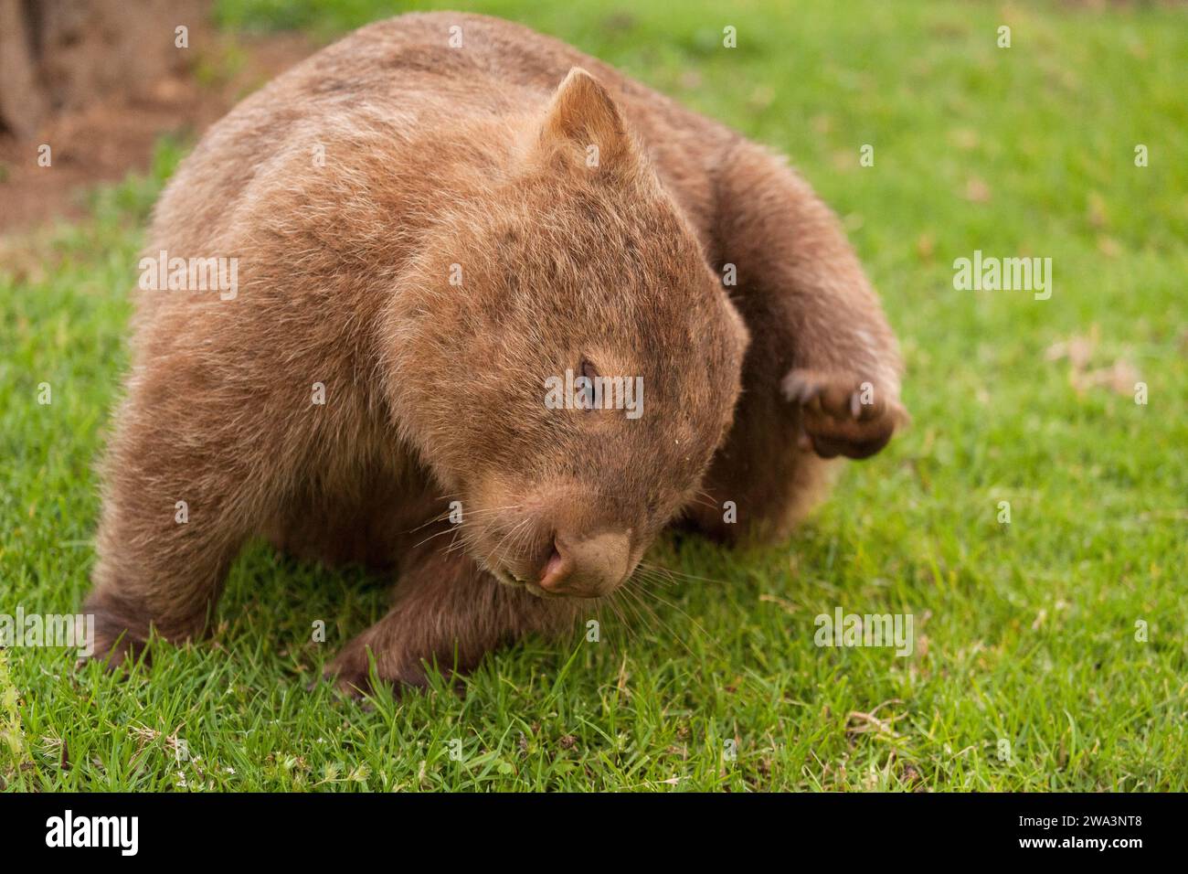 A common wombat (Vombatus ursinus) scratches its head. Kangaroo Valley ...