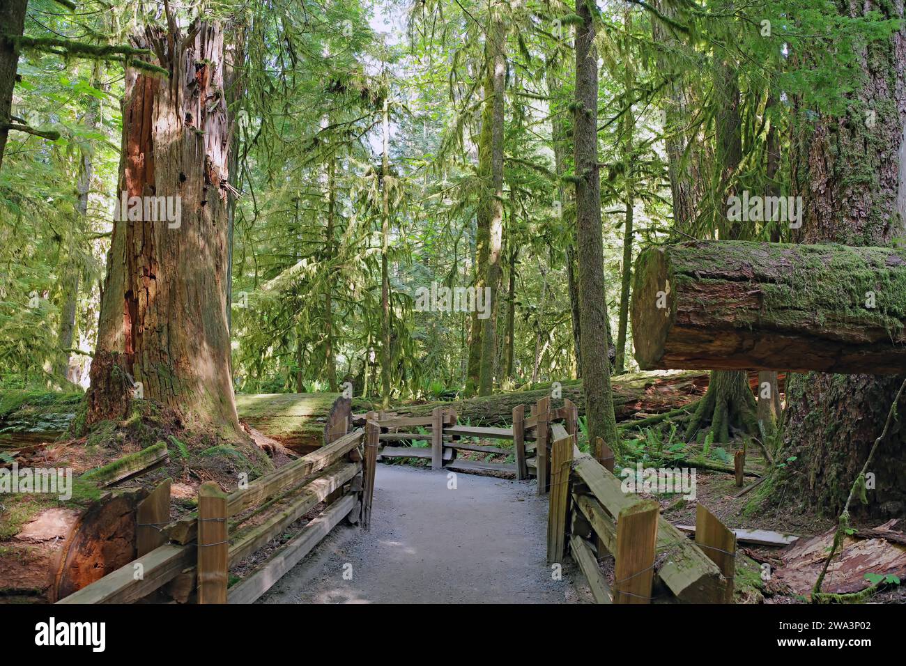 Wooden path leads past huge old Douglas fir trees, overgrown with ...