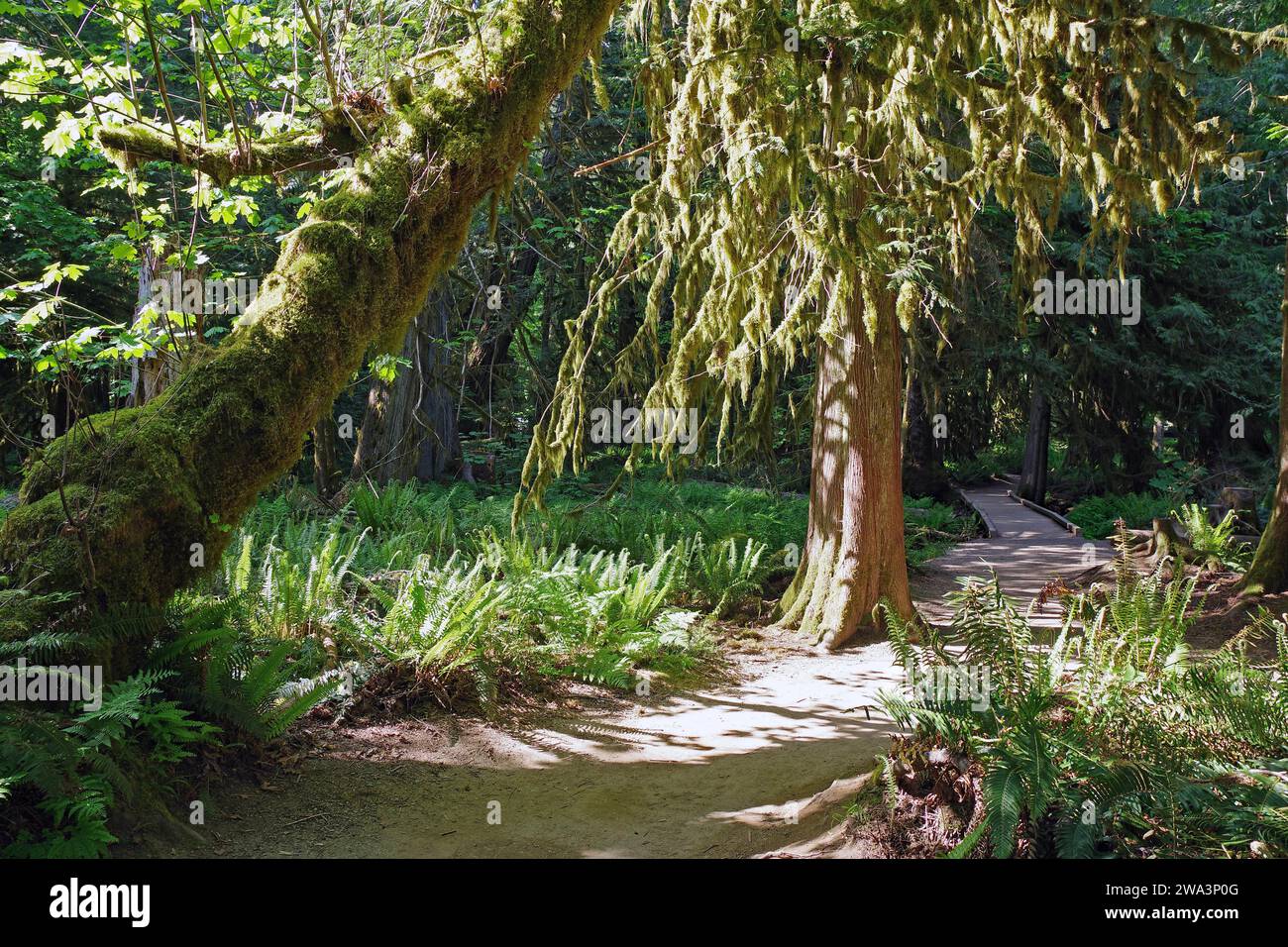 Narrow path with huge old Douglas firs, overgrown with mosses and ...