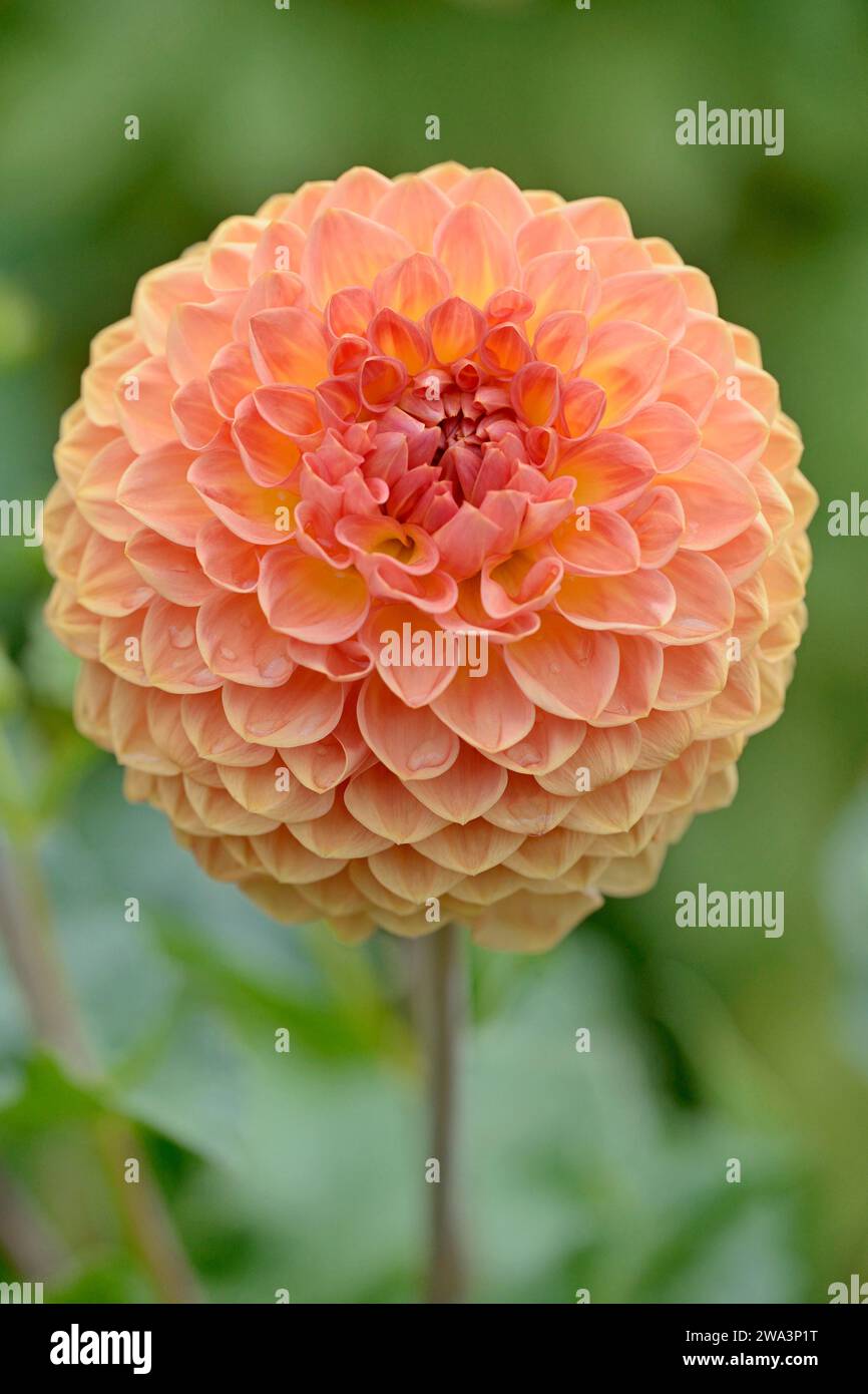 Ball dahlias (Dahlia), variety Blyton Softer Gleam, orange-yellow ...