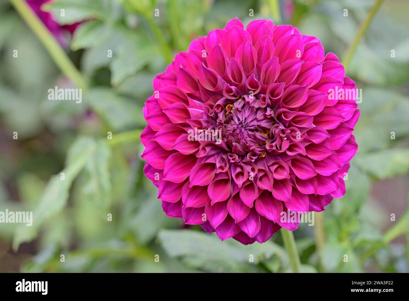 Decorative dahlias (Dahlia), Purple Joy variety, purple-coloured flower ...