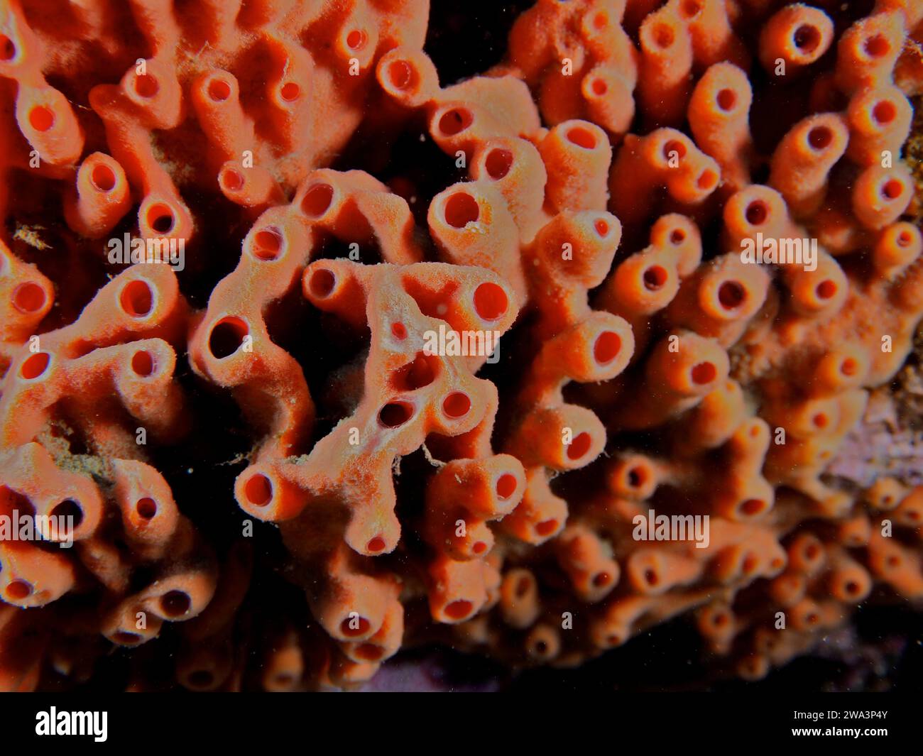 Pink cylindrical sponge (Haliclona mediterranea), dive site El Cabron ...