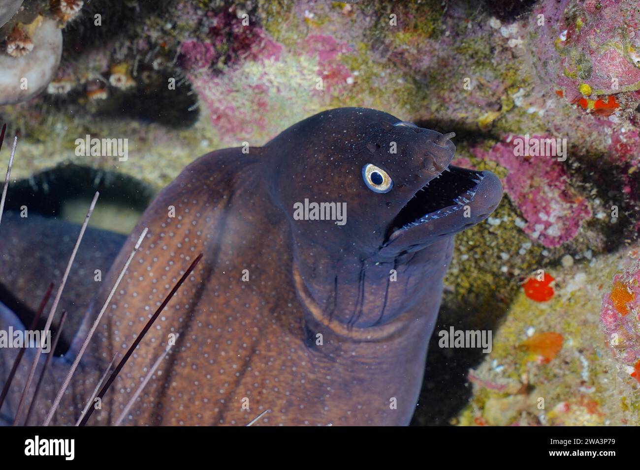 Black moray eel (Muraena augusti), Pasito Blanco reef dive site ...