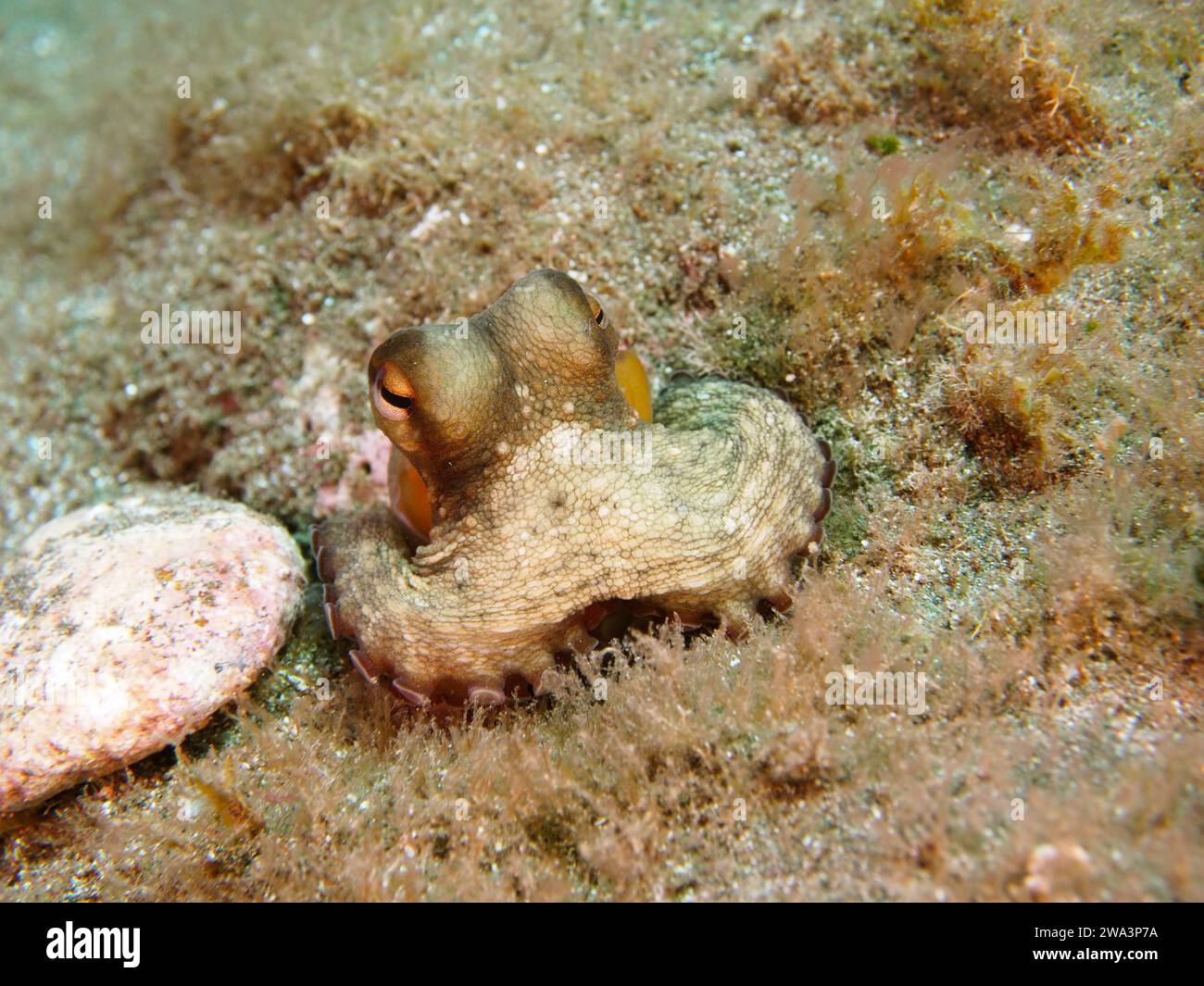 Portrait of common octopus (Octopus vulgaris), juvenile, dive site ...