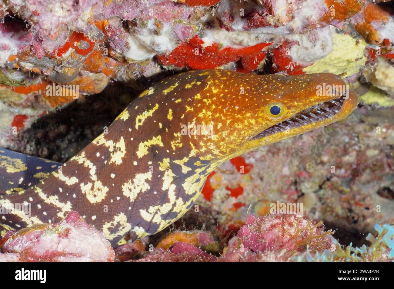 Fangtooth moray (Enchelycore anatina), Pasito Blanco reef dive site ...