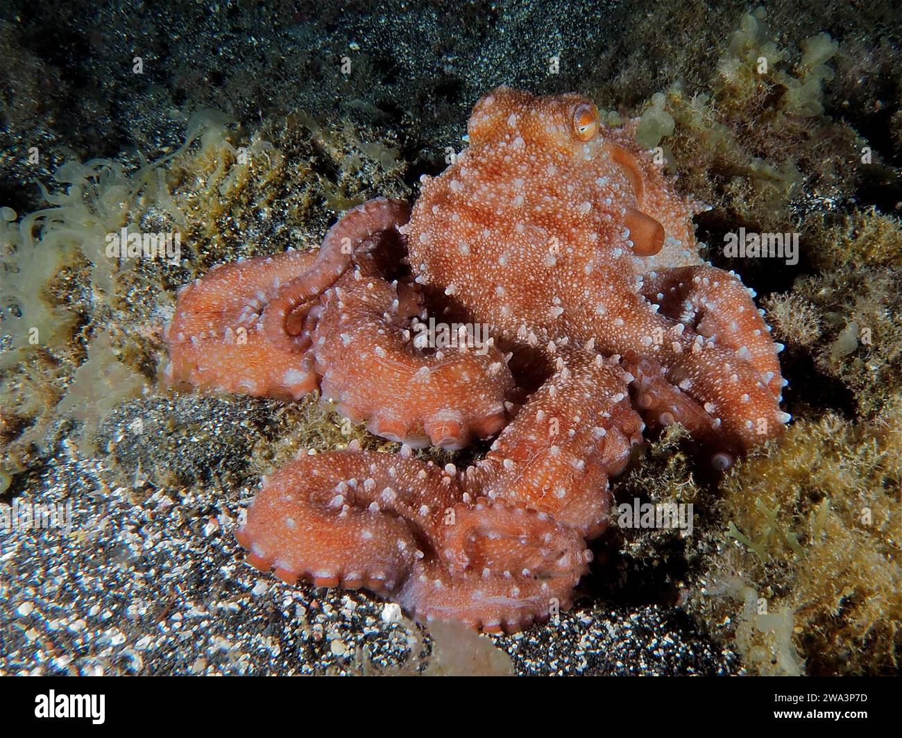 White spotted octopus (Callistoctopus Octopus macropus) at night. Dive ...