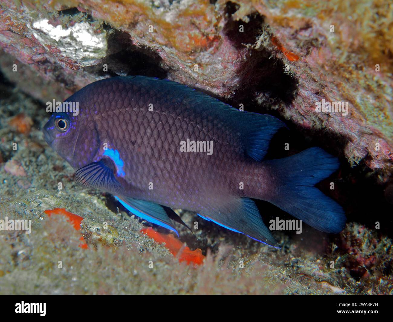 Neon damselfish (Abudefduf luridus), damselfish, dive site Los Cancajos ...