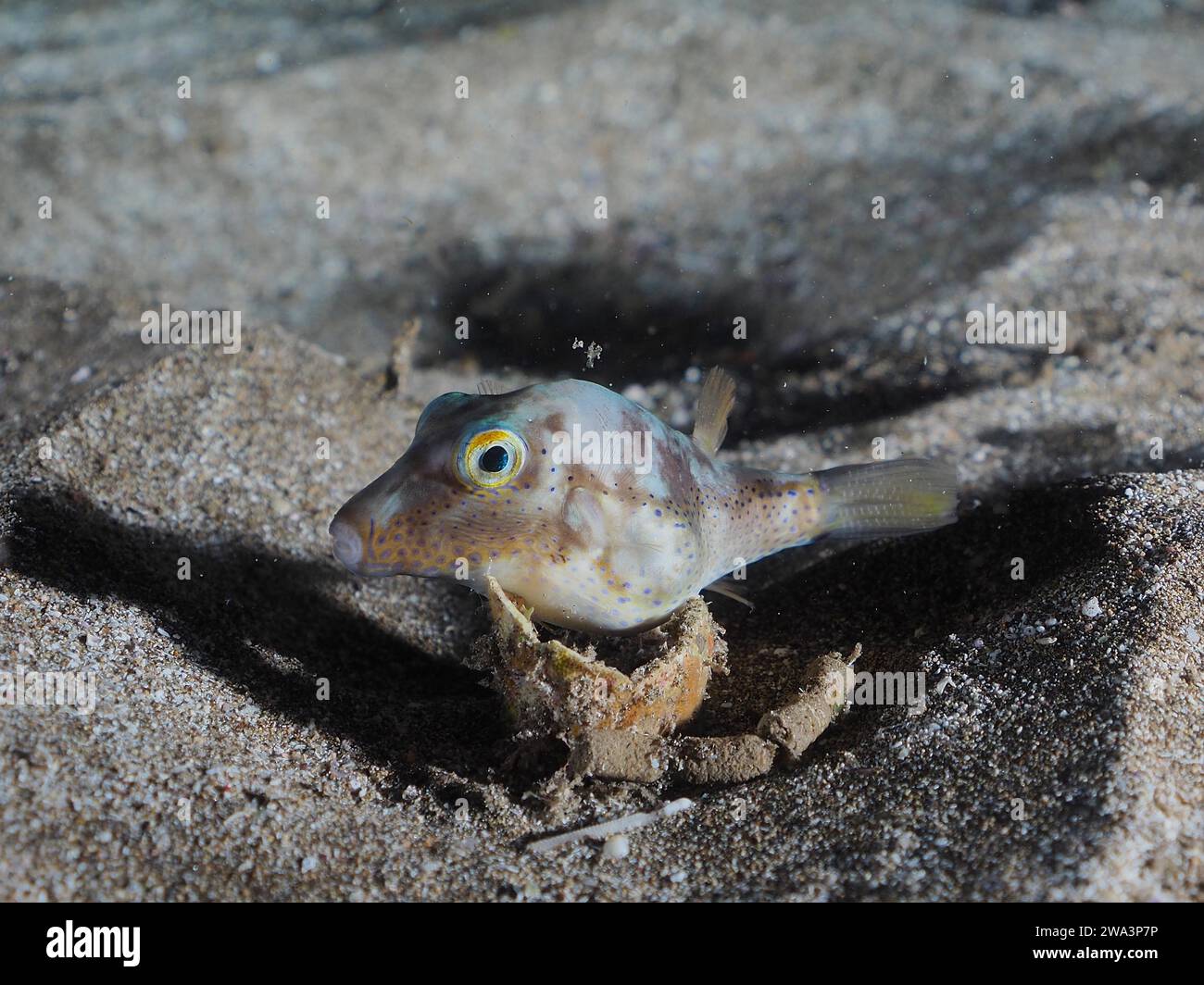 Pointed puffer fish (Canthigaster rostrata) at night, El Cabron marine ...
