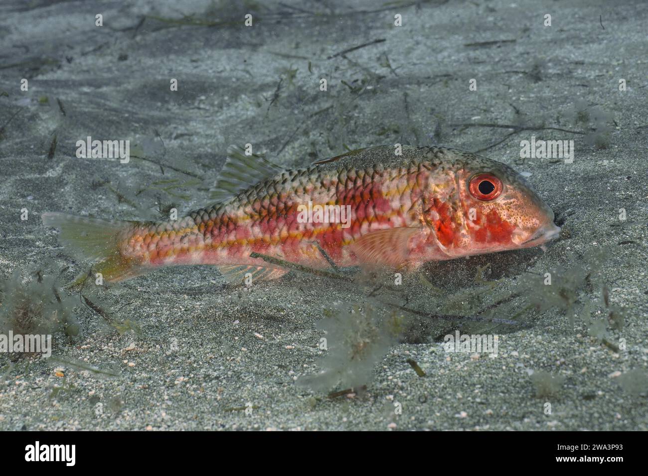 Striped red mullet (Mullus surmuletus), dive site El Cabron Marine ...
