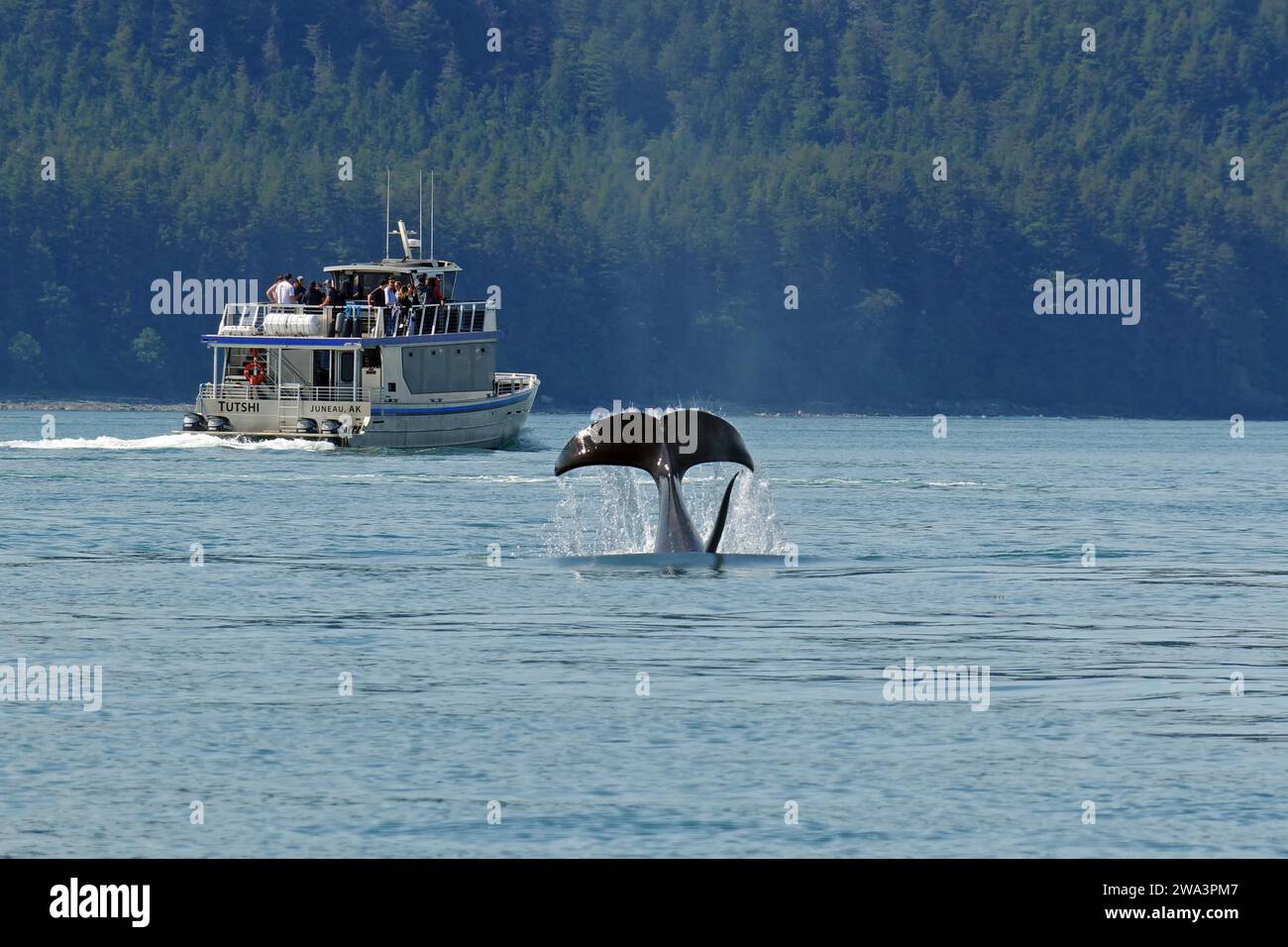 Diving fluke of a humpback whale in front of a tourist boat, whale ...