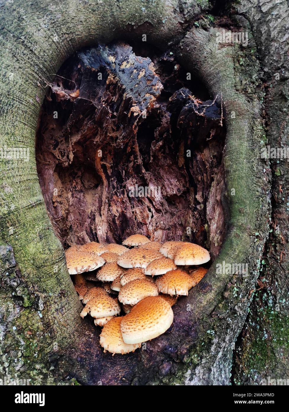 Golden scalycap (Pholiota aurivella) on a beech tree (Fagus sylvatica ...