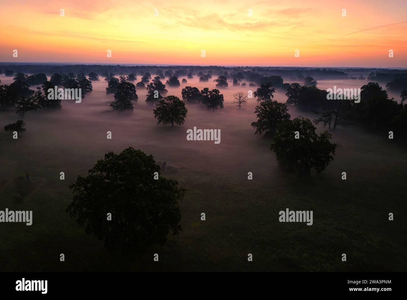 Aerial view, lake landscape, reed bed, foggy mood, sunrise, solitary ...