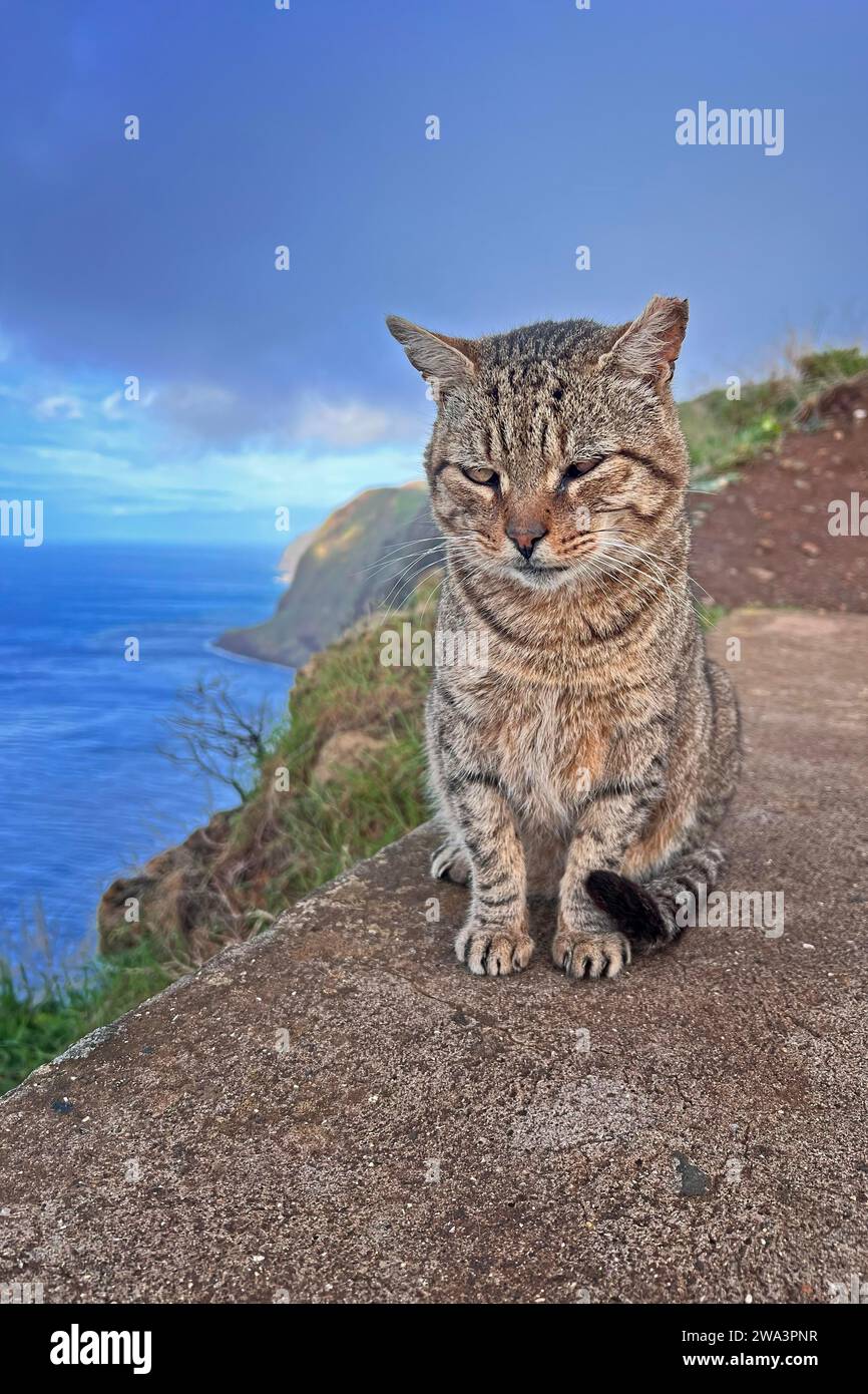 Panoramic view of the Atlantic, house cat, travel tip, travel, holiday ...