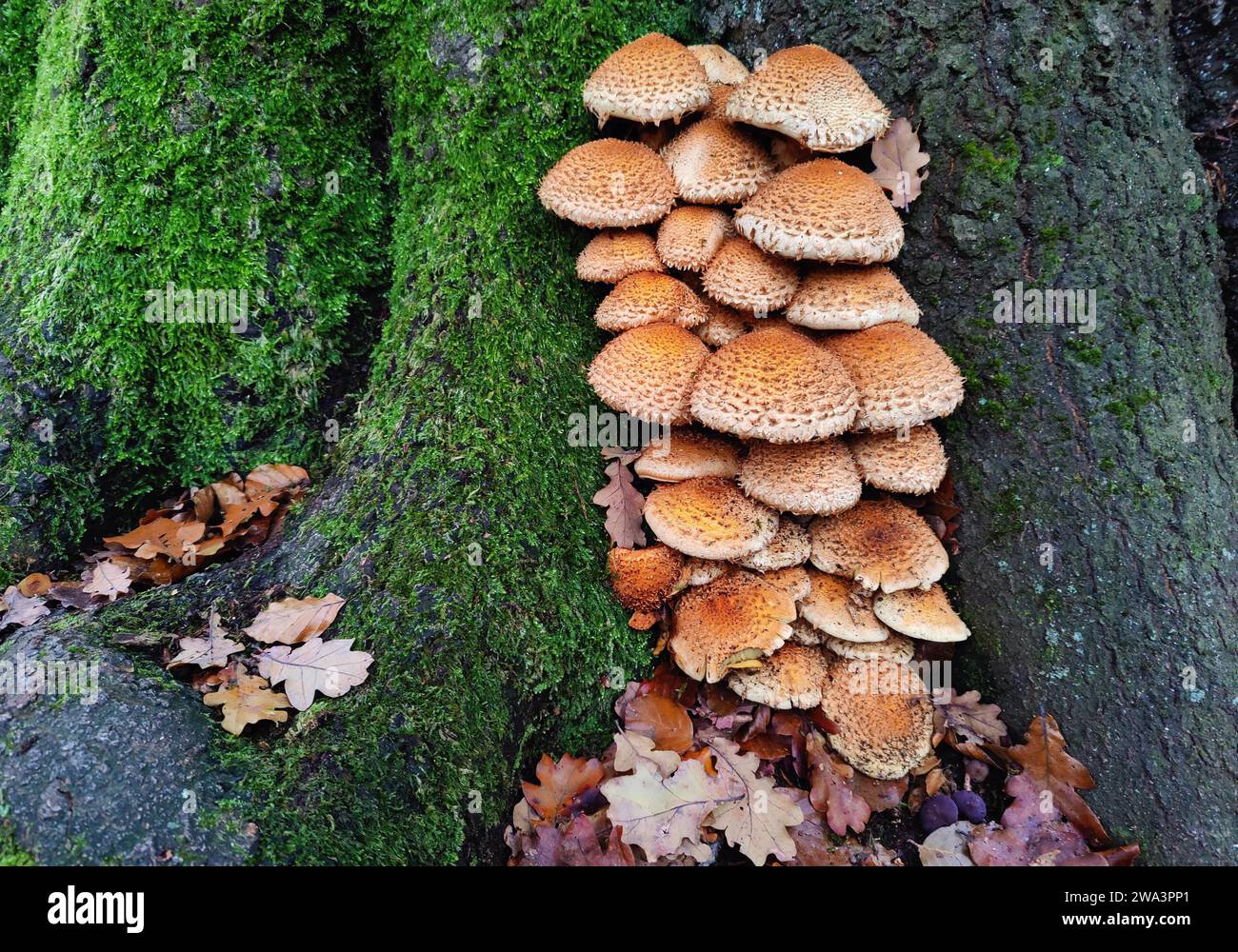 Golden scalycap (Pholiota aurivella) on a beech tree (Fagus sylvatica ...