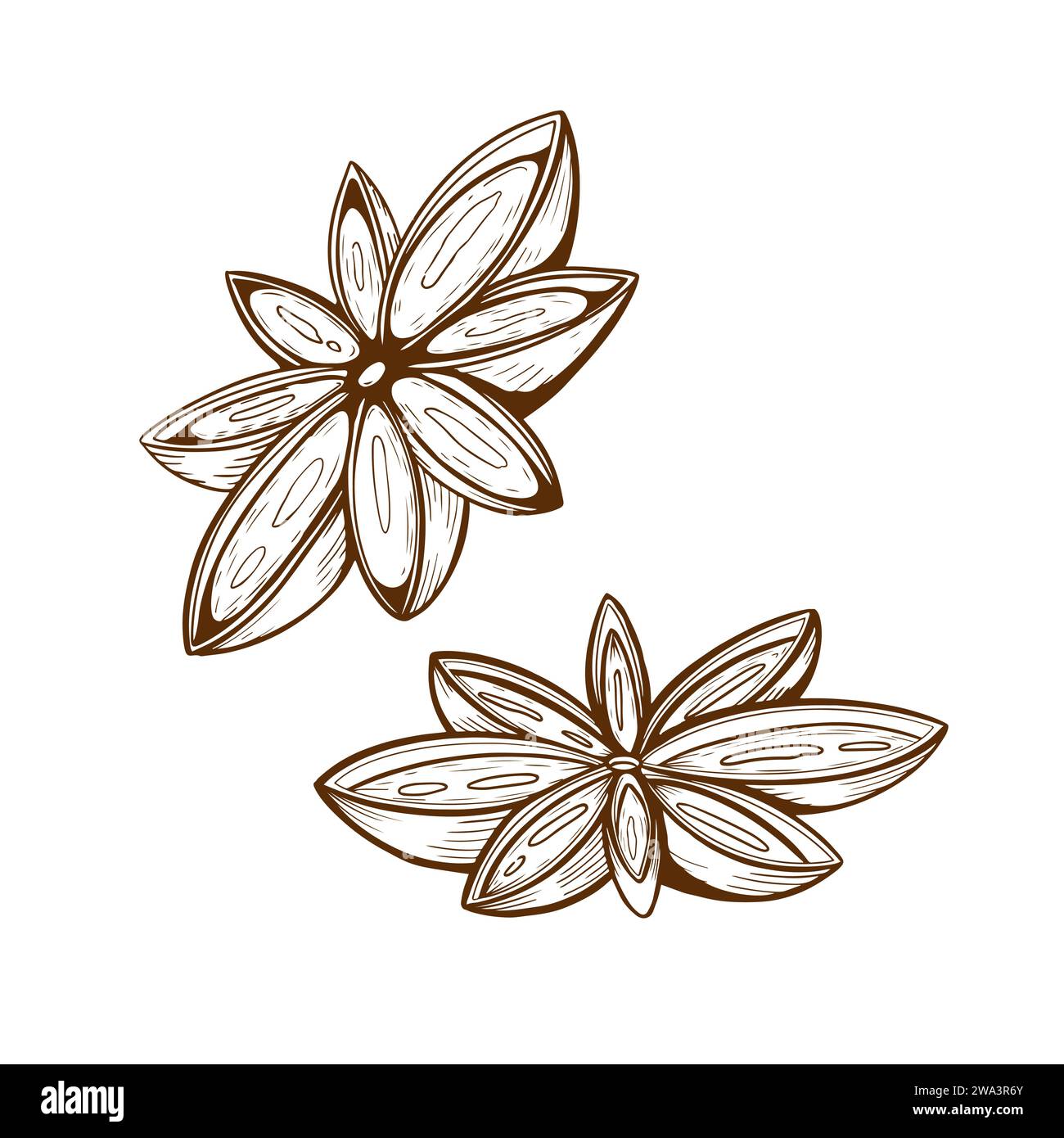 Sketch Drawing of Anise star seeds isolated on white. Badiyan Medicinal ...