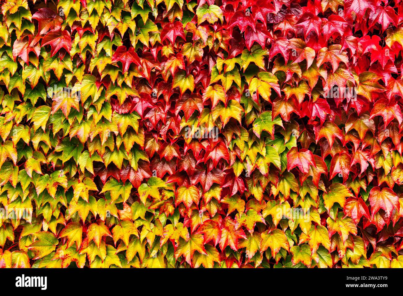 Bright autumn ivy leaves background Stock Photo - Alamy