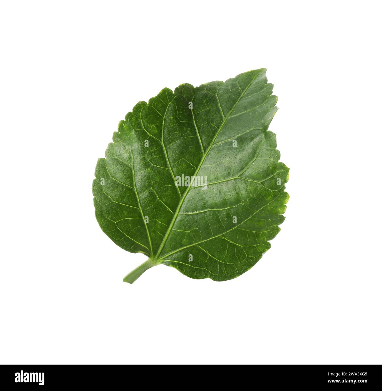 One green hibiscus leaf isolated on white Stock Photo - Alamy